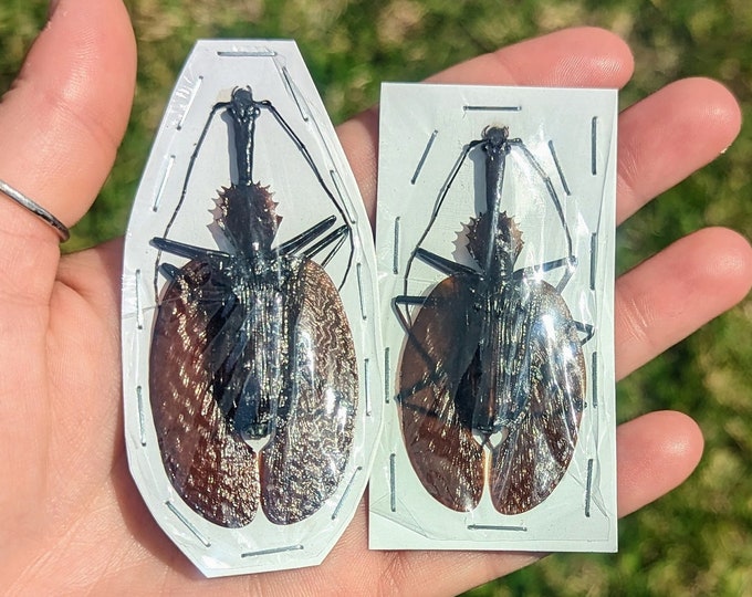 Real Violin Beetle// Mormolyce Phyllodes// Unmounted Unspread// Nature ...