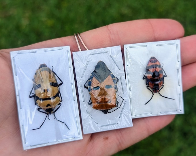 Real Mixed Lot of Man-faced Stink Bugs// Mask/skull Beetles// Unmounted ...