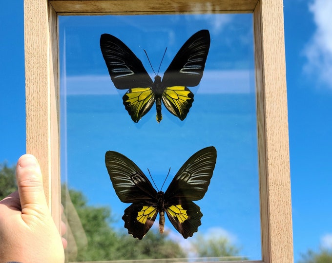 Golden Birdwing Pair// Real Framed Butterfly// Troides Rhadamantus ...