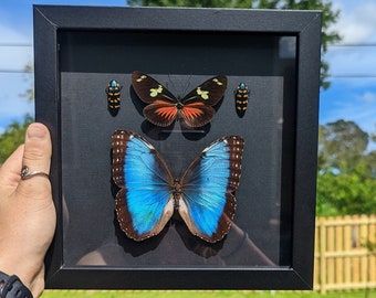 Real Insect Shadow Box - Etsy