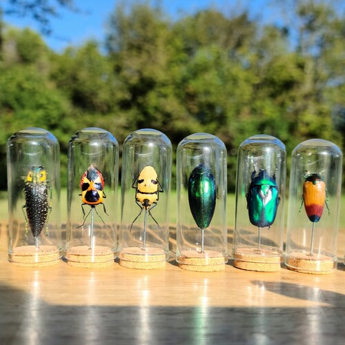 Beetle Dome Jar// Real Beetle Bell Jar// Entomology// - Etsy