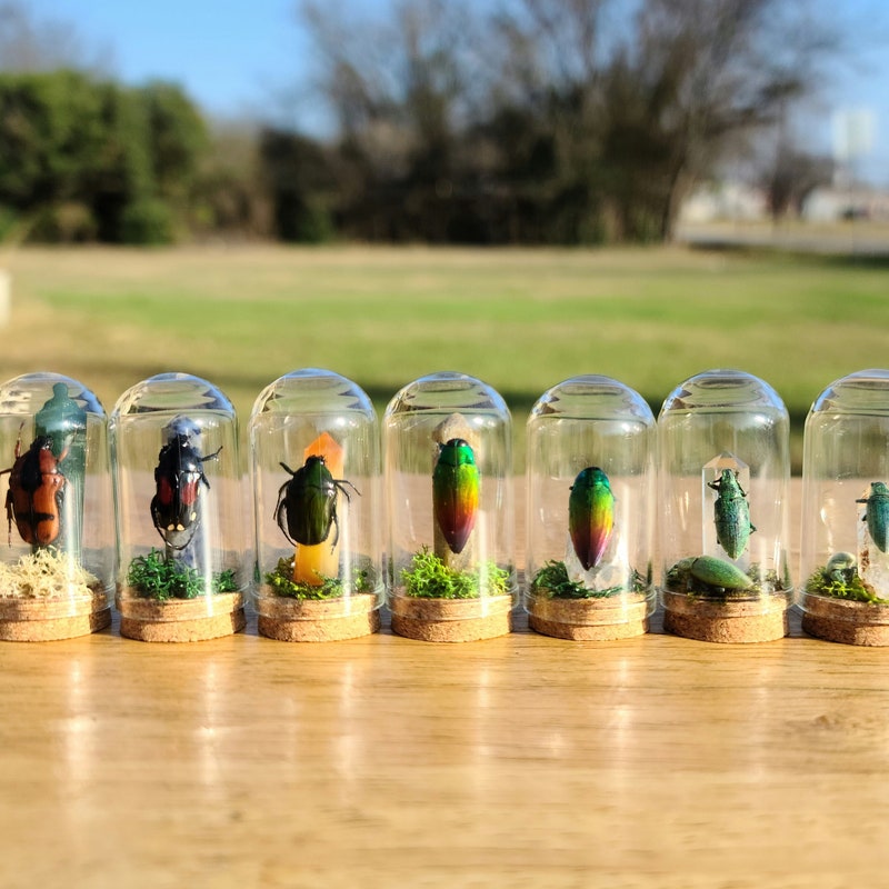 Bell Jar - Etsy
