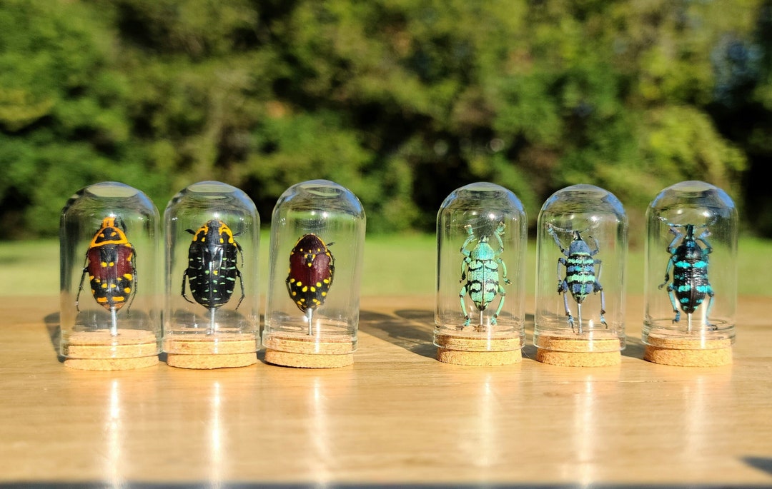 Beetle Dome Jar// Real Beetle Bell Jar// Entomology// Oddities// Nature ...