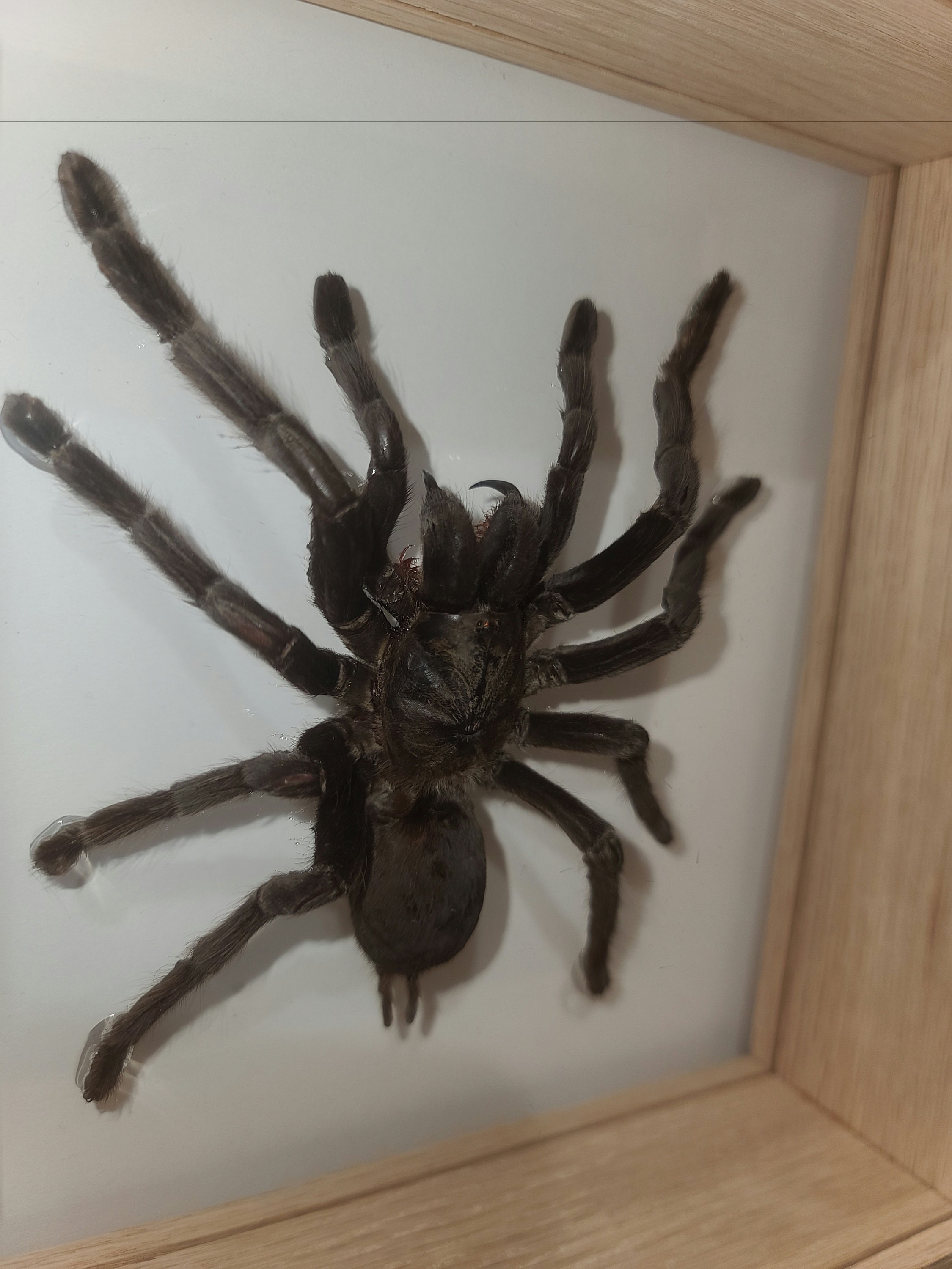 Real Mounted Tarantula// Eurypelma Spinicrus// Spider Insect | Etsy