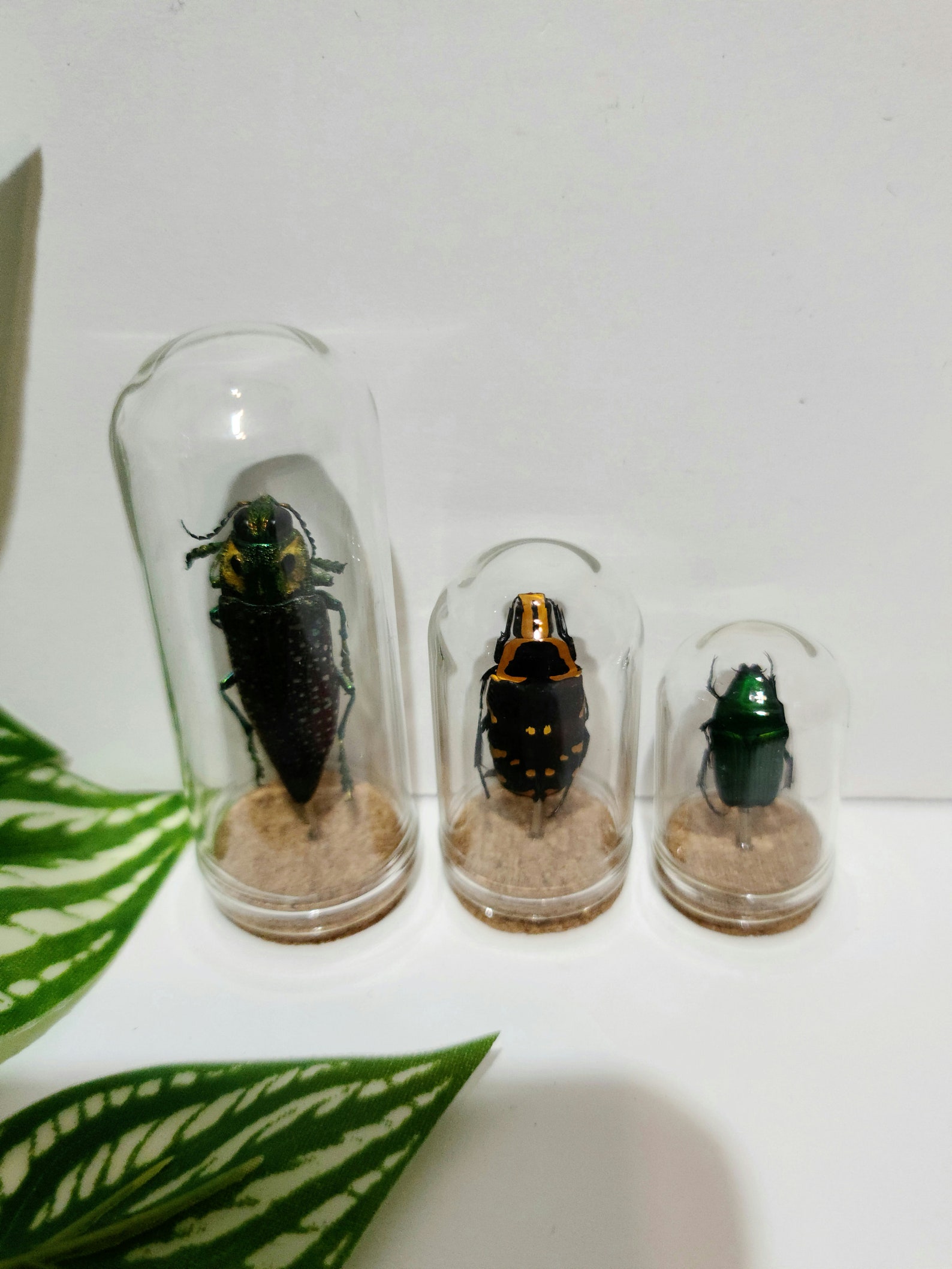 Beetle Dome Jar// Real Beetle Bell Jar// Entomology// - Etsy