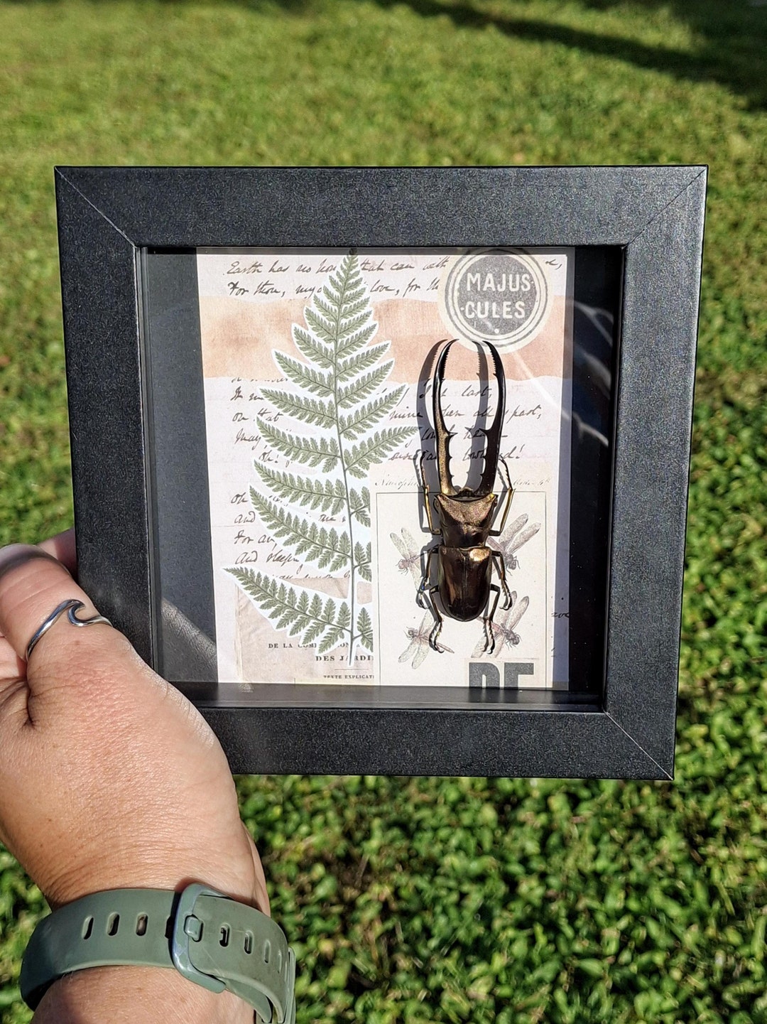 Metallic Stag Beetle Frame// Real Beetle Shadow Box// Nature// Decor ...