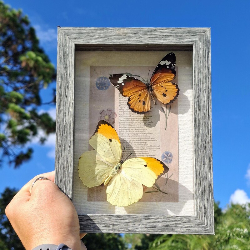 Real Butterfly Framed - Etsy