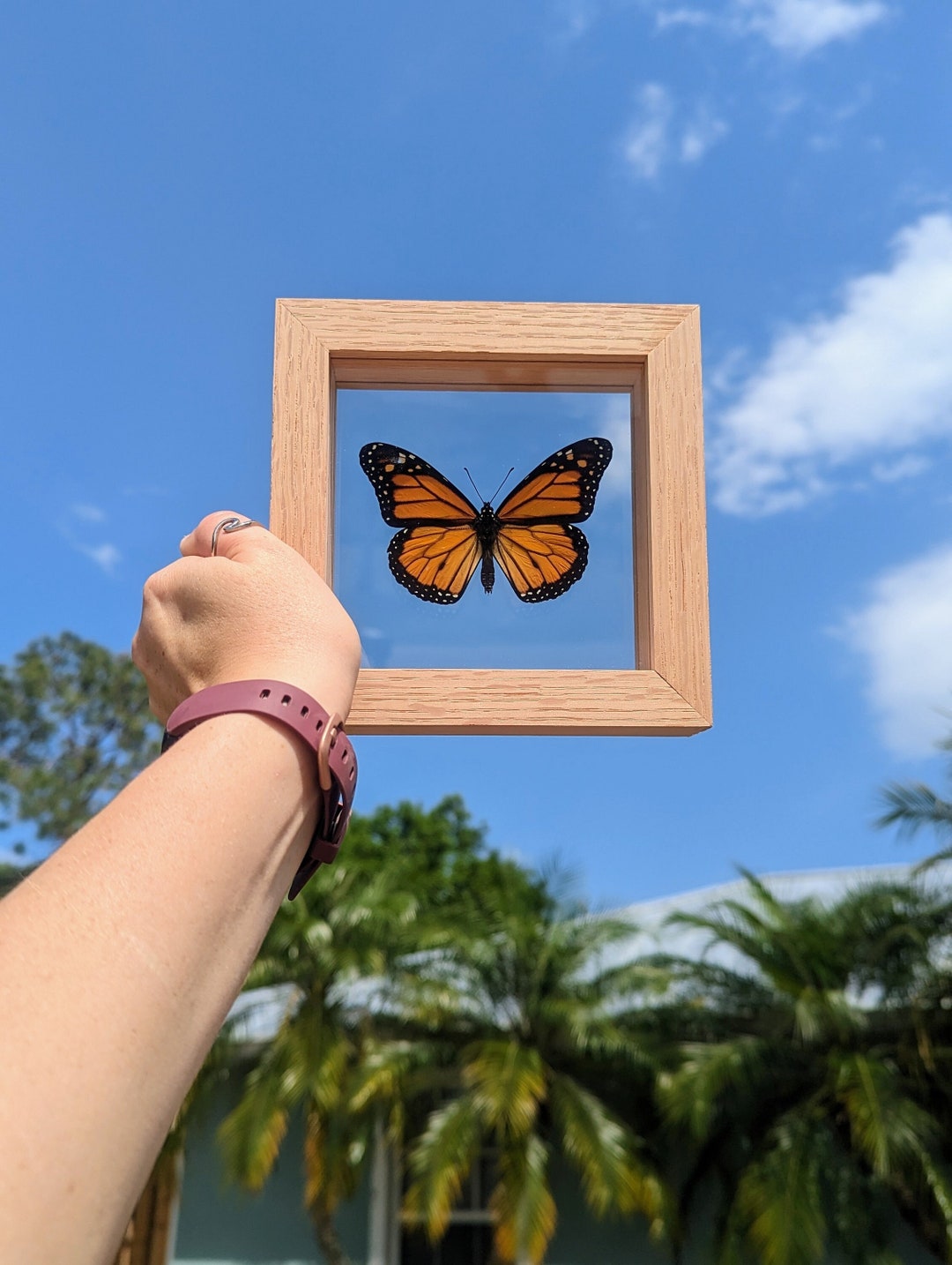 Real Monarch Butterfly// Oak Wood Frame// Danaus Plexippus// - Etsy