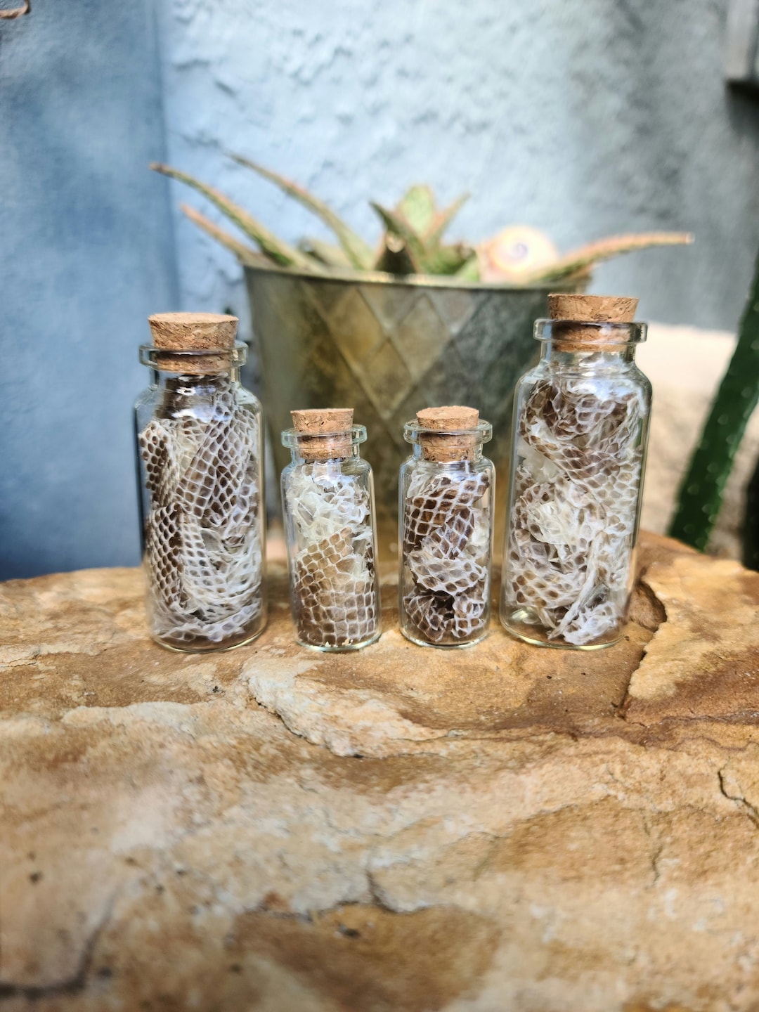 Real Ball Python Snake Skin Shedding Curio Jar - Etsy