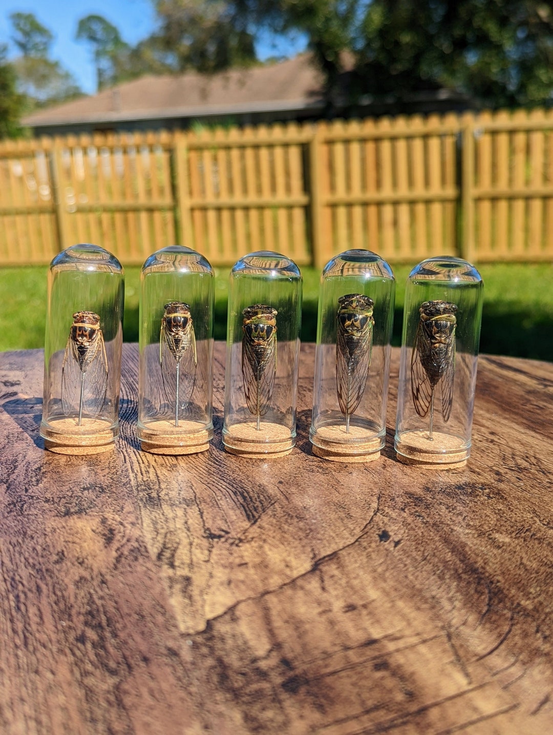 Cicada Dome Jar// Insect Bell Jar// Entomology// Nature// - Etsy