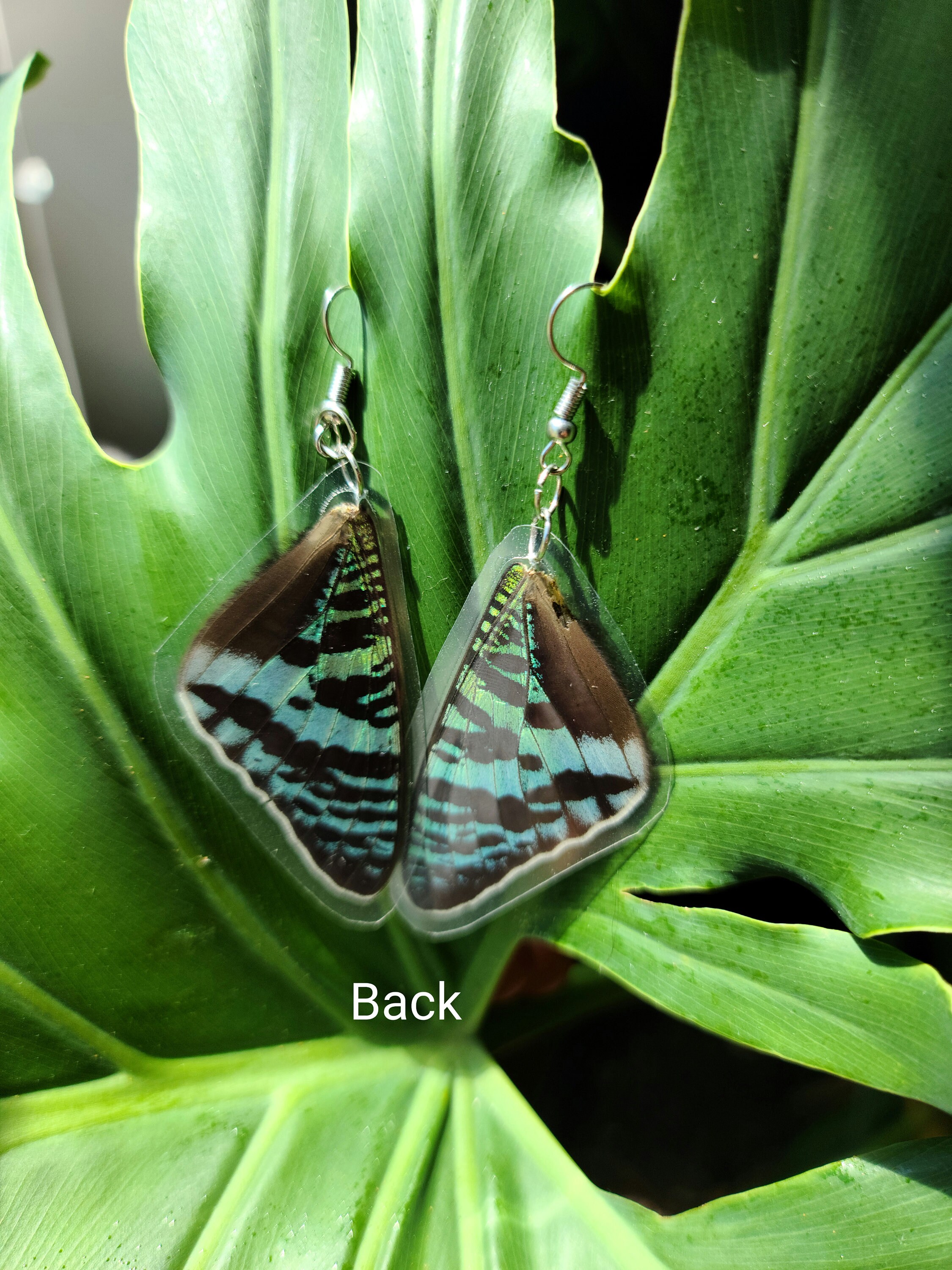 Real Butterfly Wing Earrings// Sunset Moth Jewelry// - Etsy
