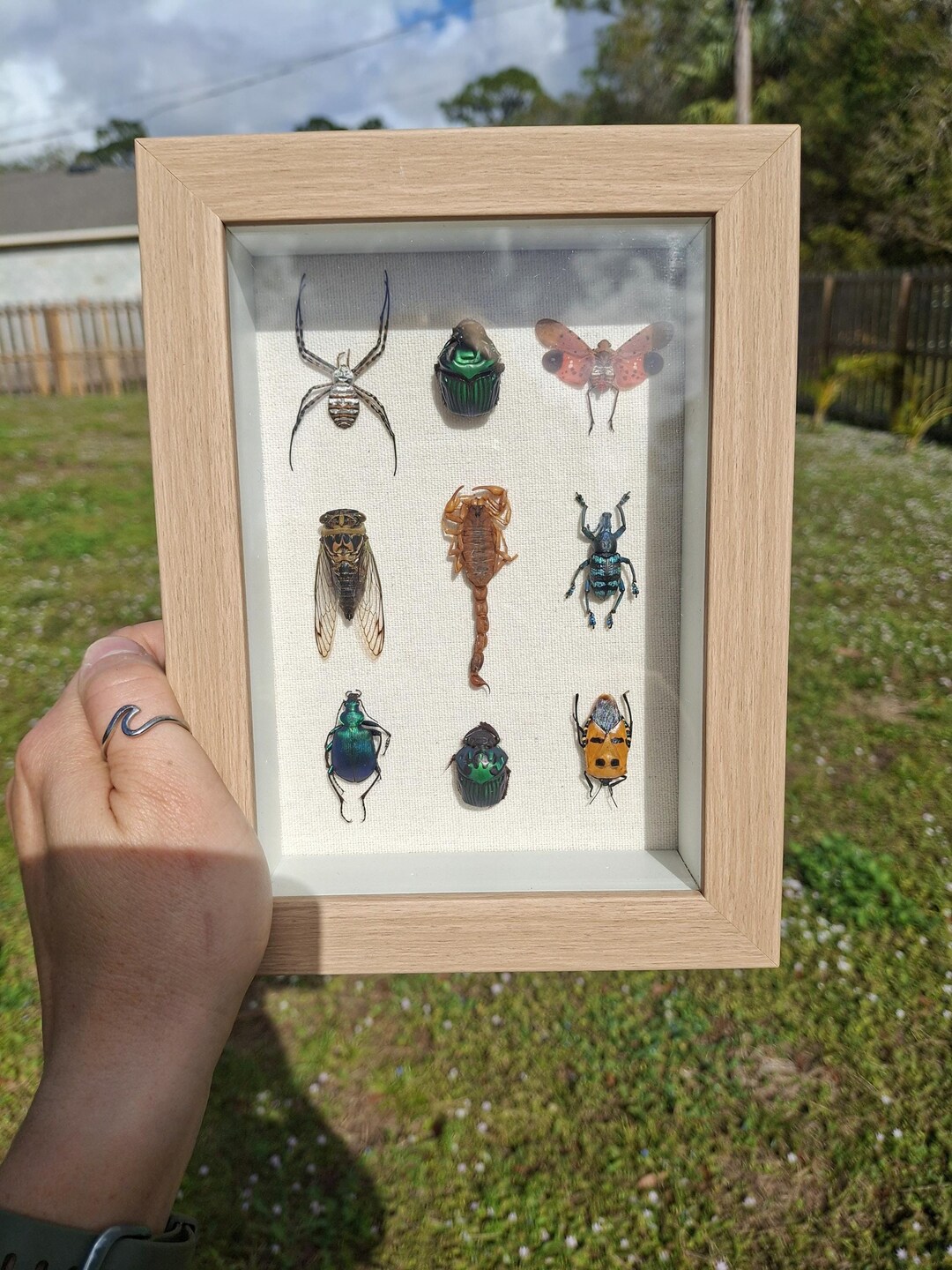 Real Insect Beetle Shadow Box// Bug Mixed Frame// Nature// Decor// Gift ...