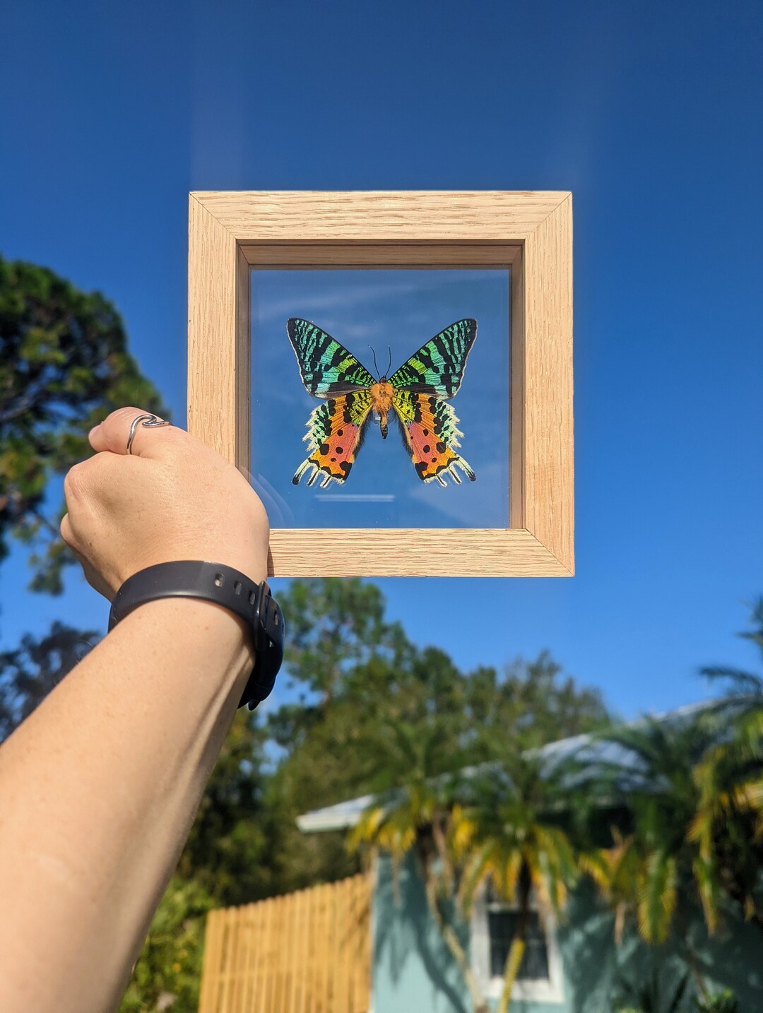 Madagascar Sunset Moth Frame// Real Wood Butterfly Frame// Chrysiridia ...