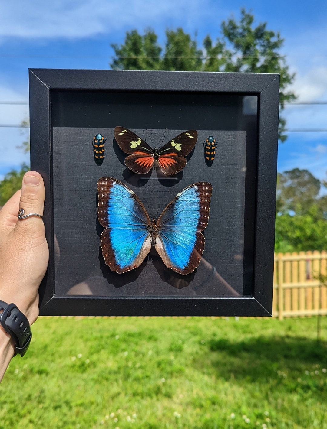 Real Butterfly Frame// Mixed Insect Shadow Box// Nature// Decor// Gift ...