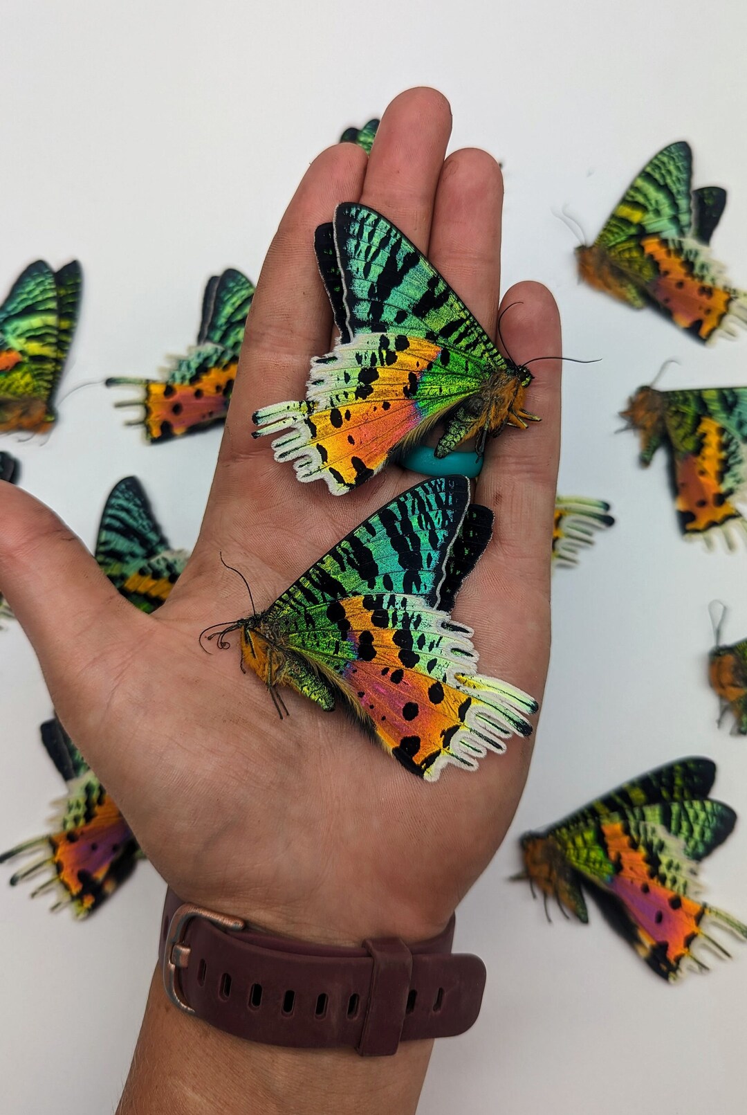 Unspread Madagascar Sunset Moths// A1/A1- Chrysiridia Rhipheus ...