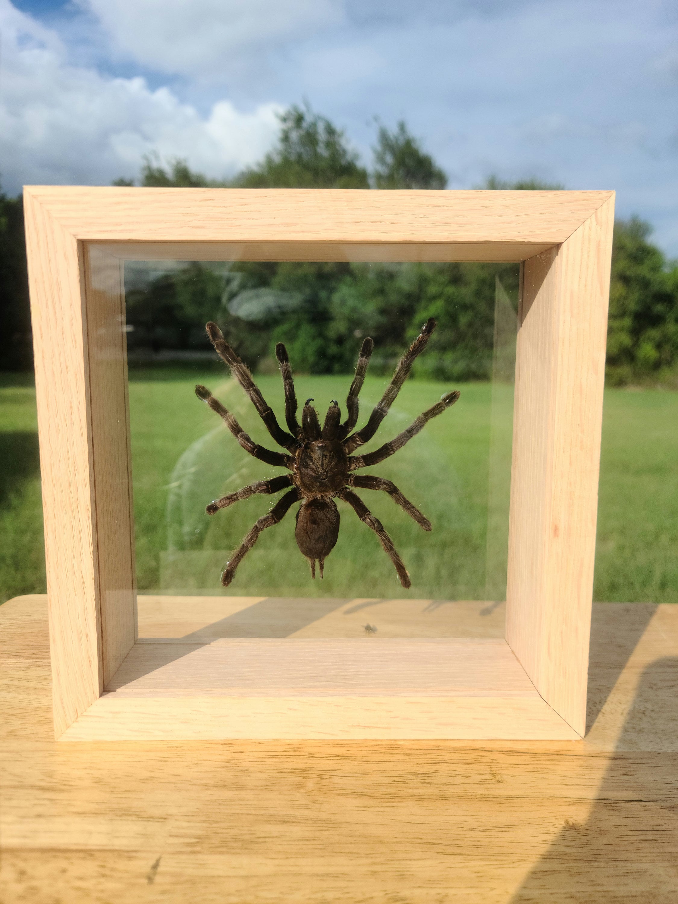 Real Mounted Tarantula// Eurypelma Spinicrus// Spider Insect | Etsy