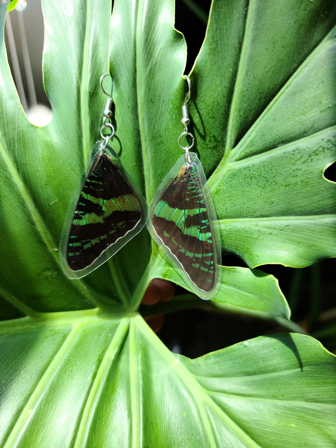 Real Butterfly Wing Earrings// Sunset Moth Jewelry// - Etsy
