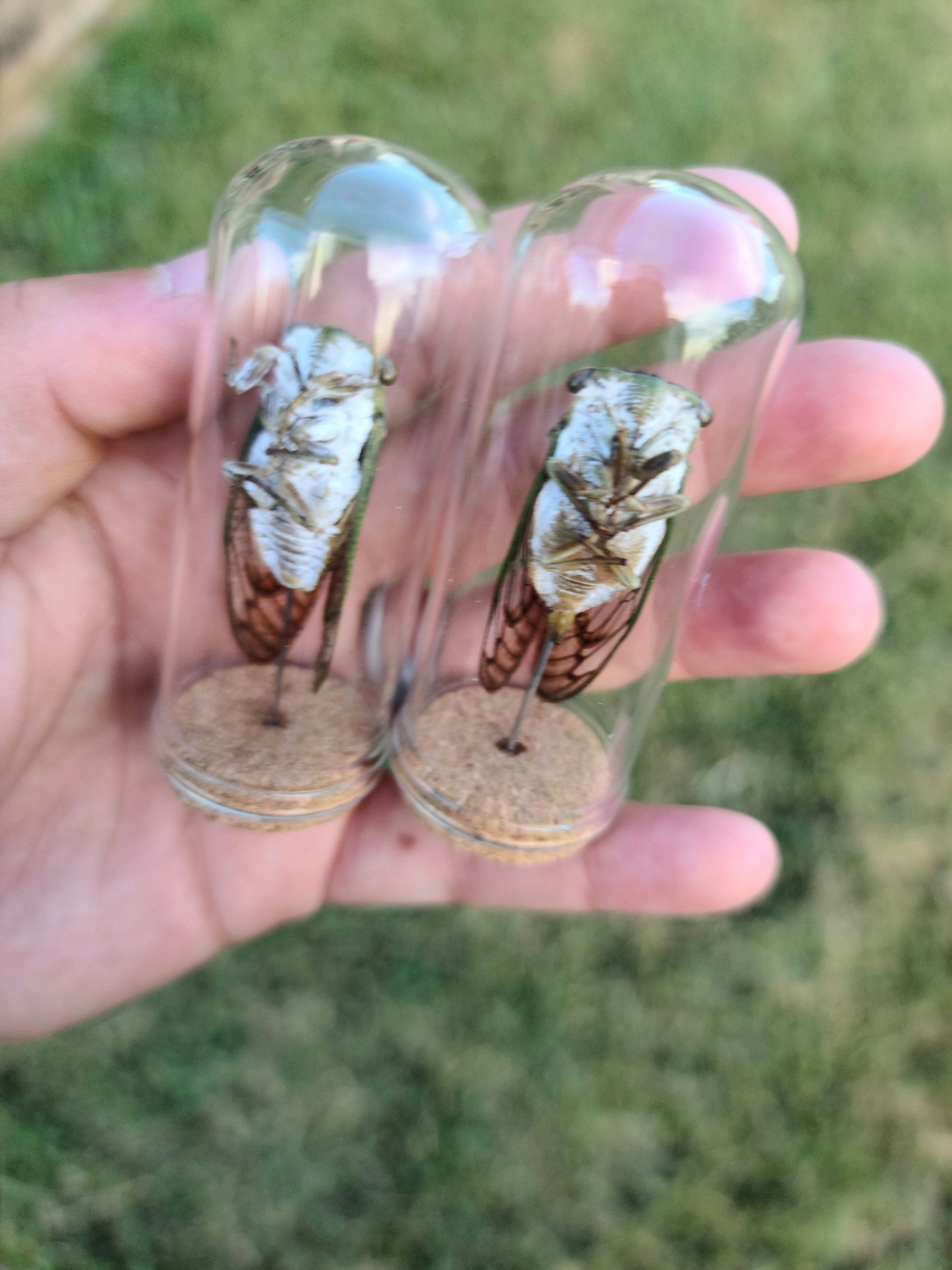 Cicada Dome Jar// Insect Bell Jar// Entomology// Nature// | Etsy