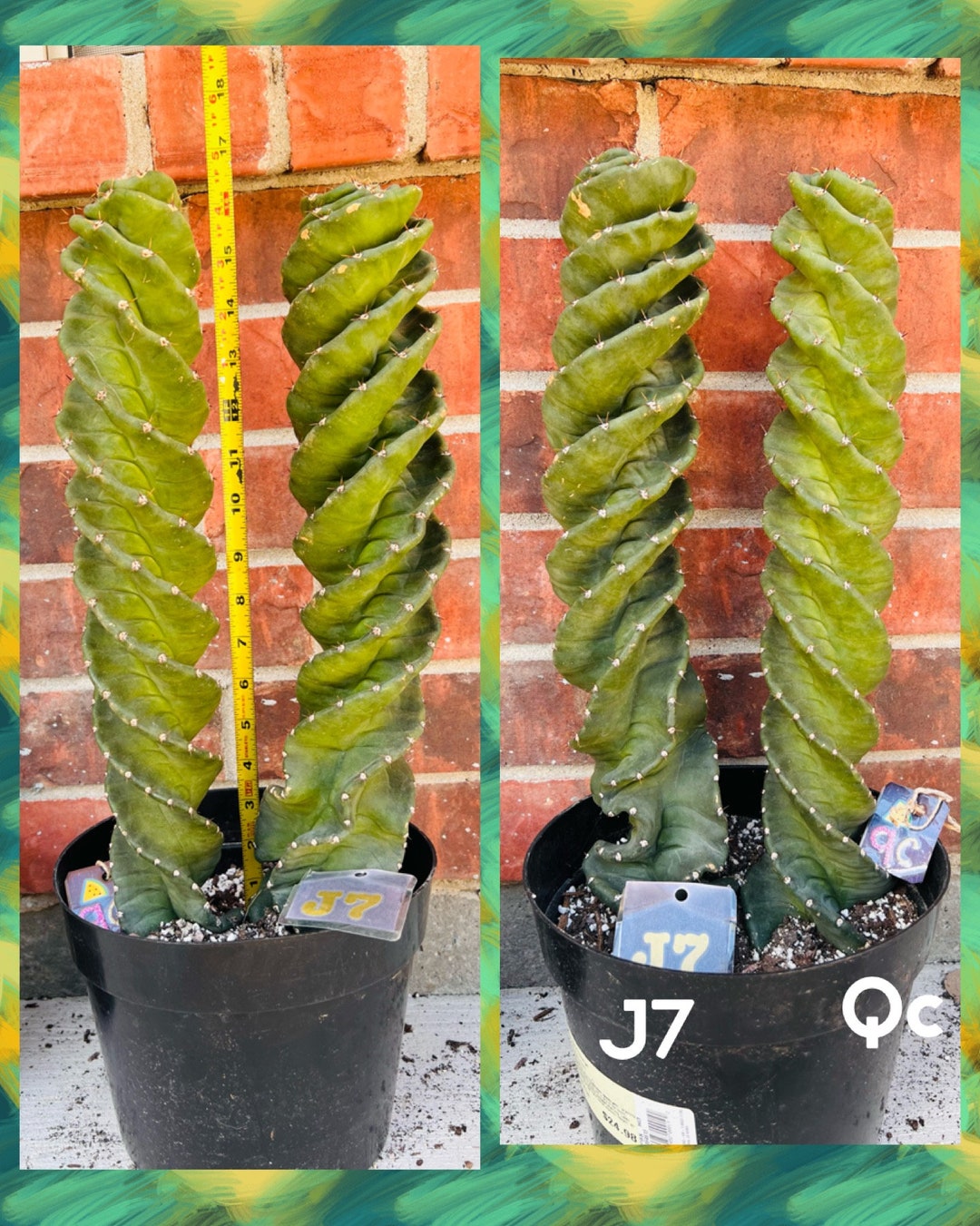 Rare LARGE Cereus Forbesii Spiralis 16-18 Tornado - Etsy