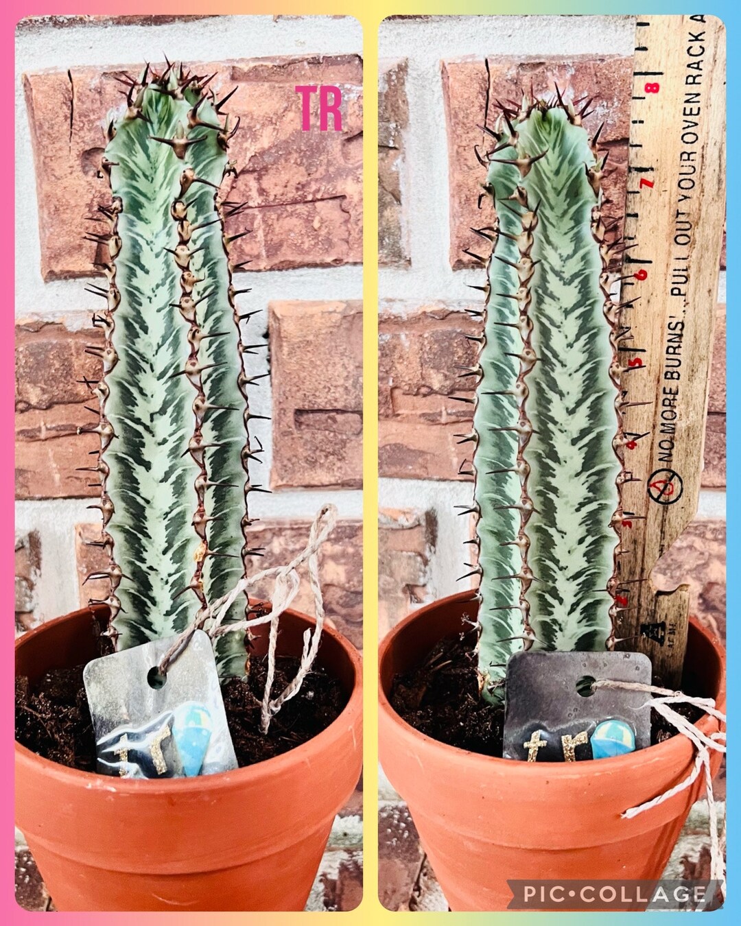 Euphorbia Confinalis "zebra Cactus" Super Rare Cactus Collector EXOTIC ...