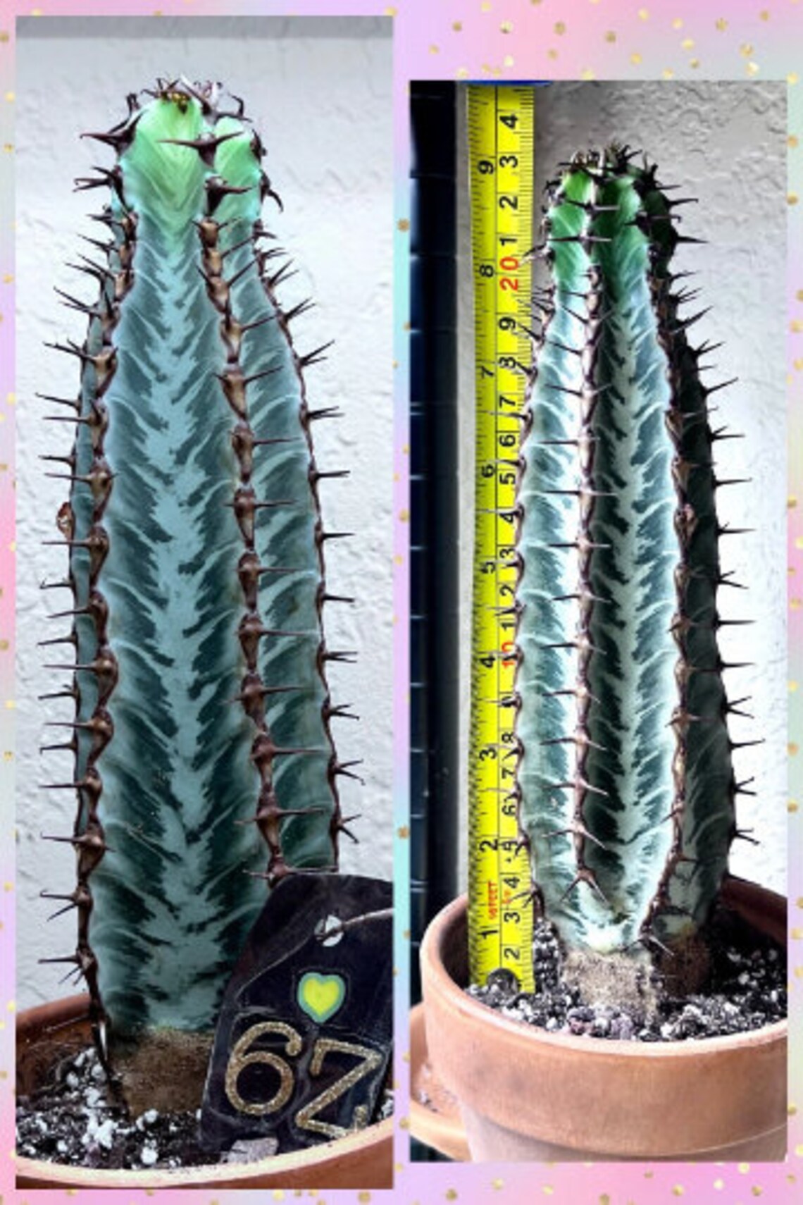 Euphorbia Confinalis zebra Cactus Super Rare - Etsy
