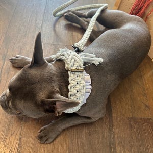 Handmade Macrame Dog Collar - Etsy