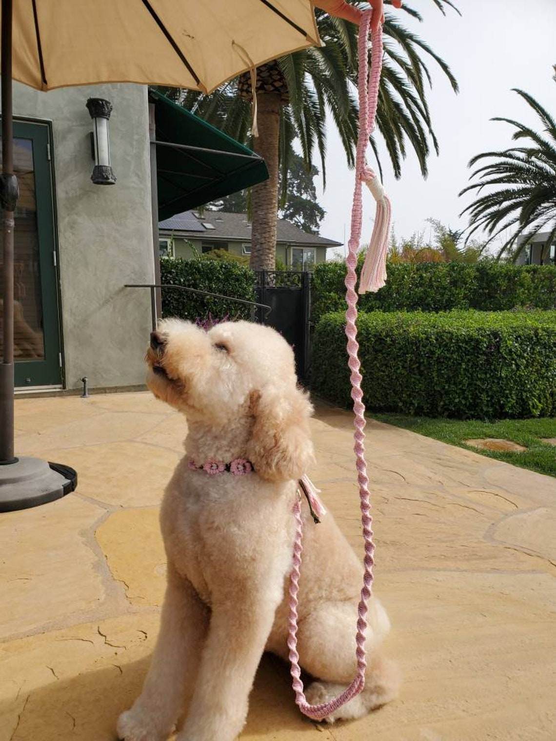 Handmade Macrame Dog Collar - Etsy