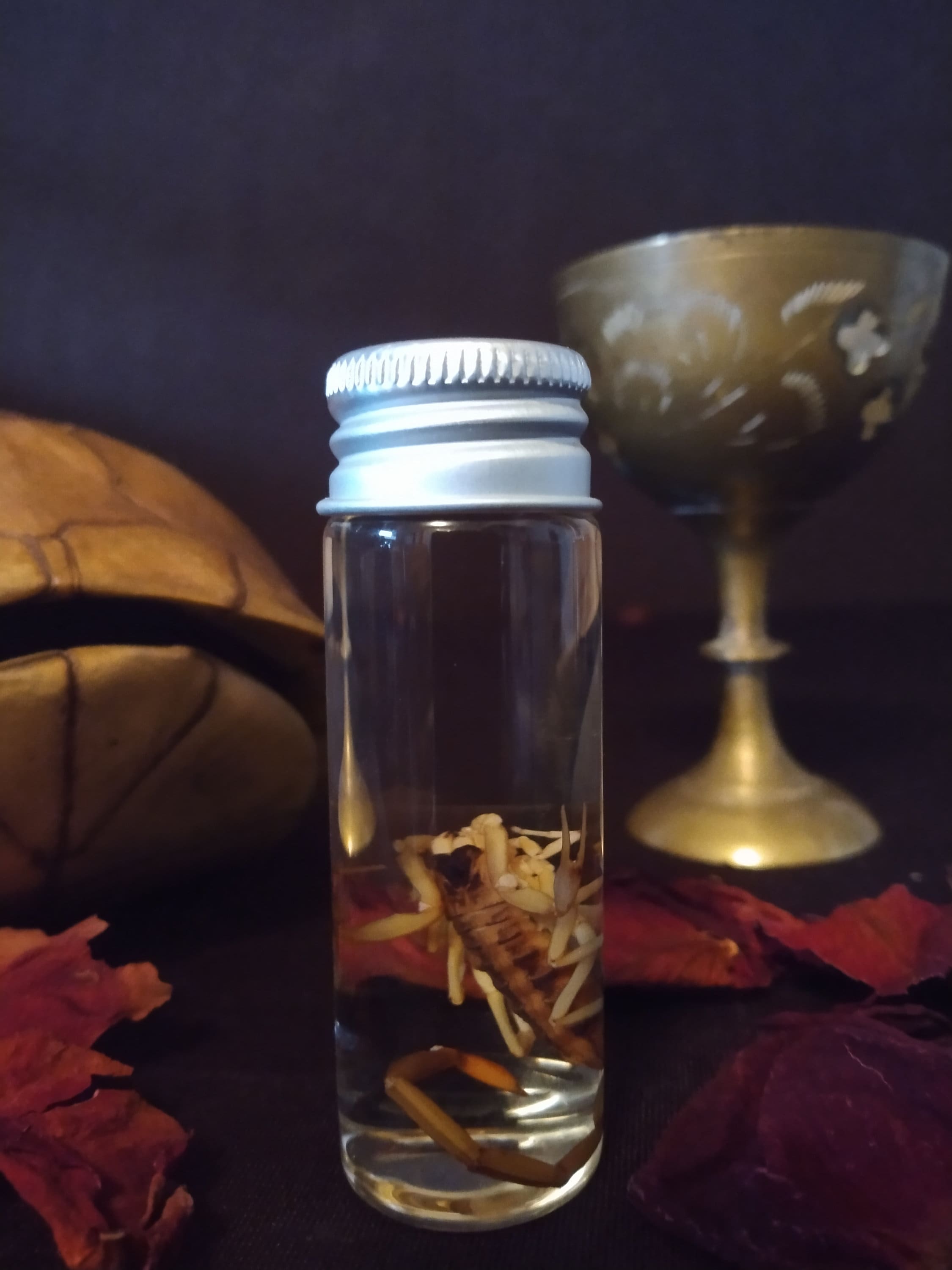Mini Wet Specimens - Etsy