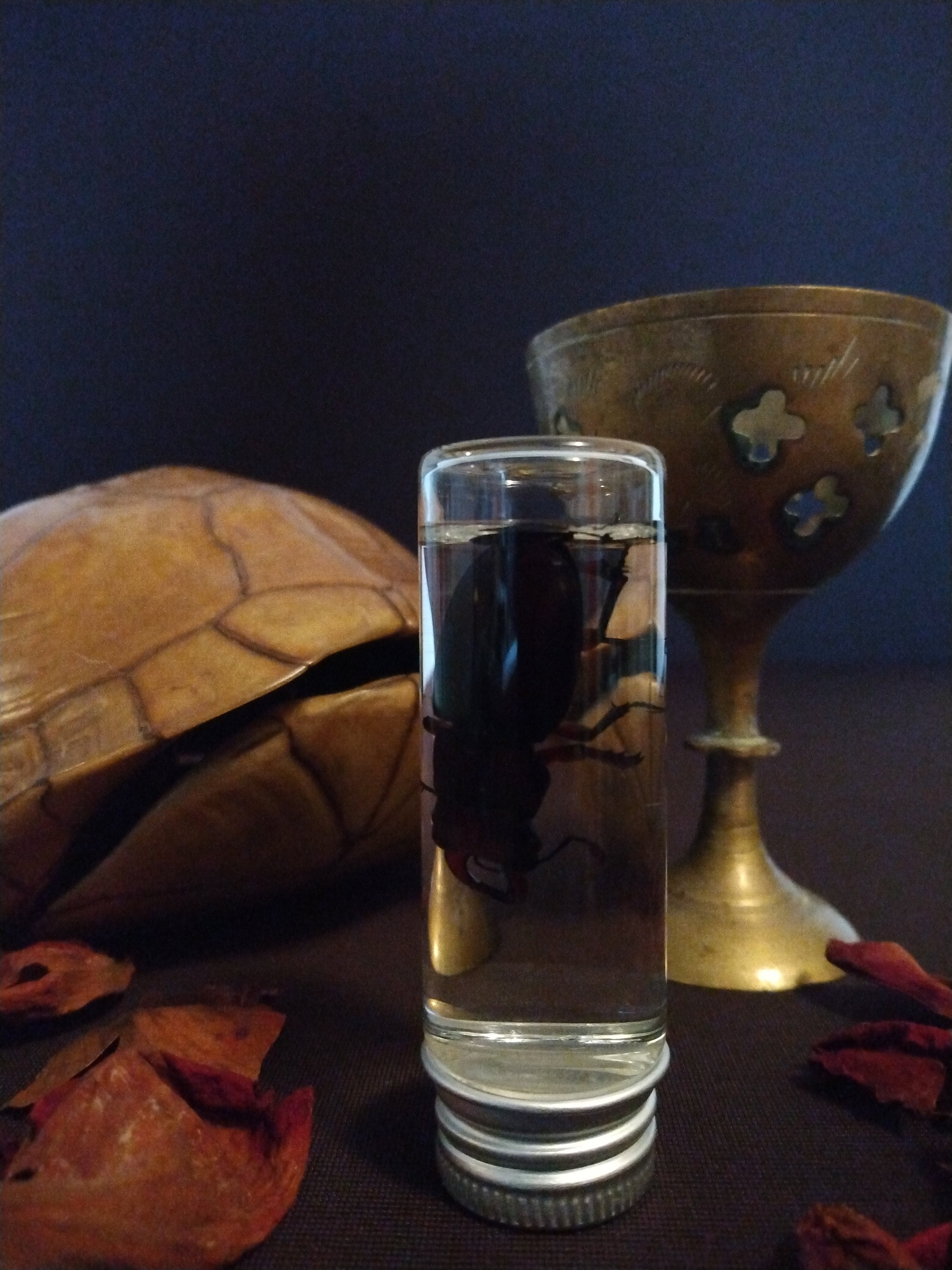 Mini Wet Specimens - Etsy