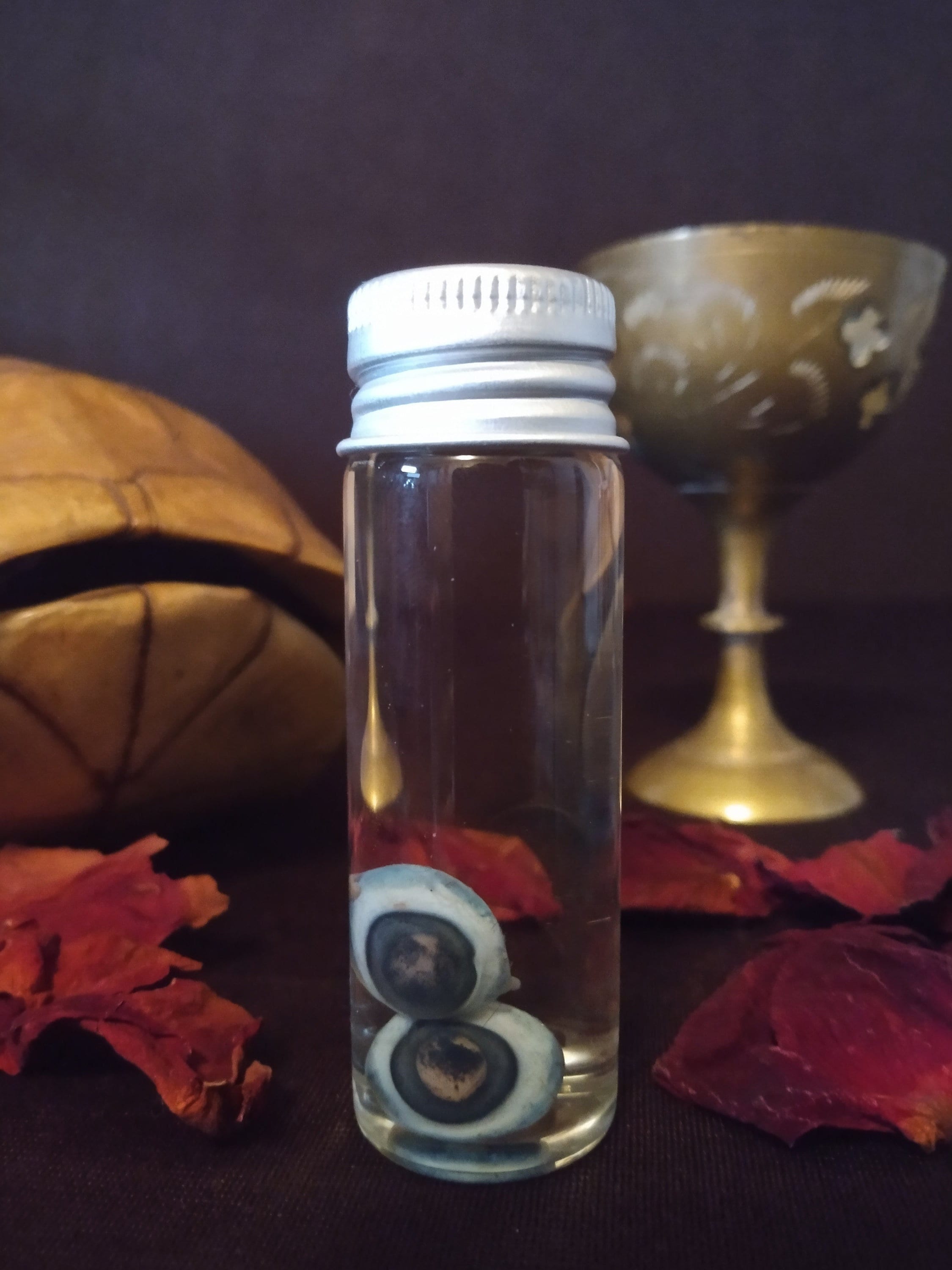 Mini Wet Specimens - Etsy
