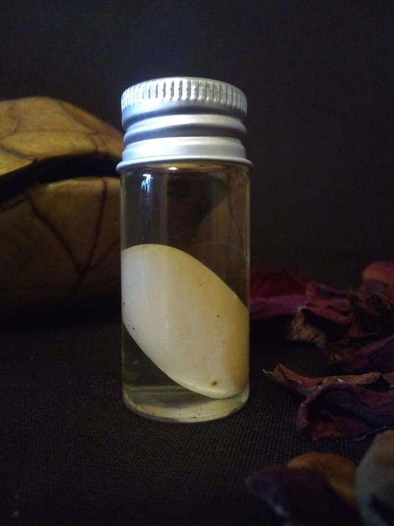 Mini Wet Specimens - Etsy