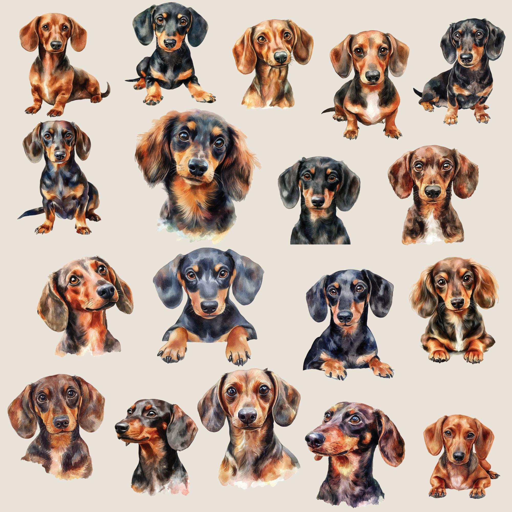 Dachshunds Dog Clip Art - Long Hair Dachshunds - Commercial Use Clip ...