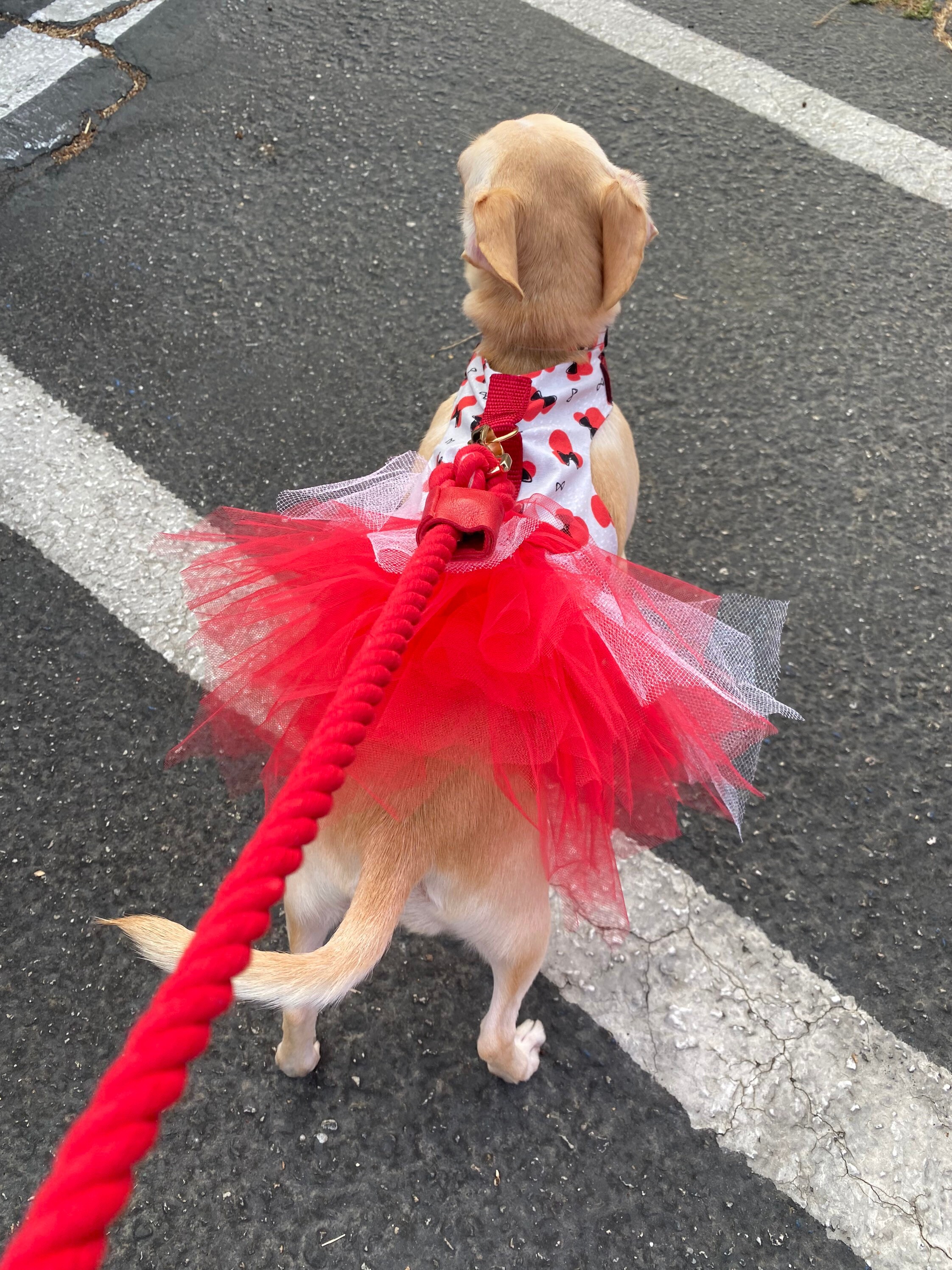Minnie Mouse Doggy Dress With Matching Leash and Poop Bag - Etsy
