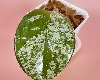 Hoya Carnosa Freckles splash - Etsy