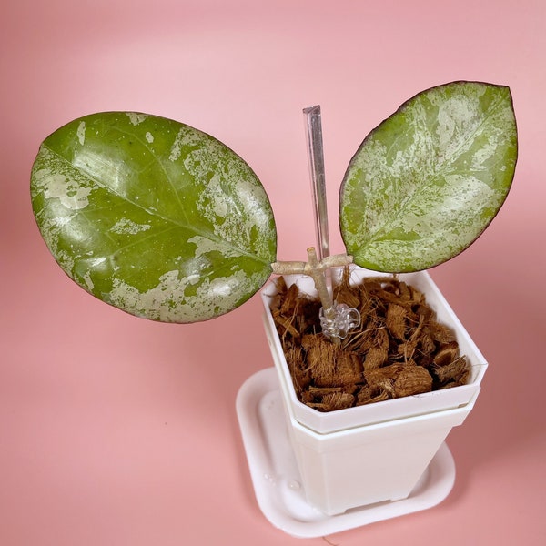 Hoya Cv Joy Plant - Etsy