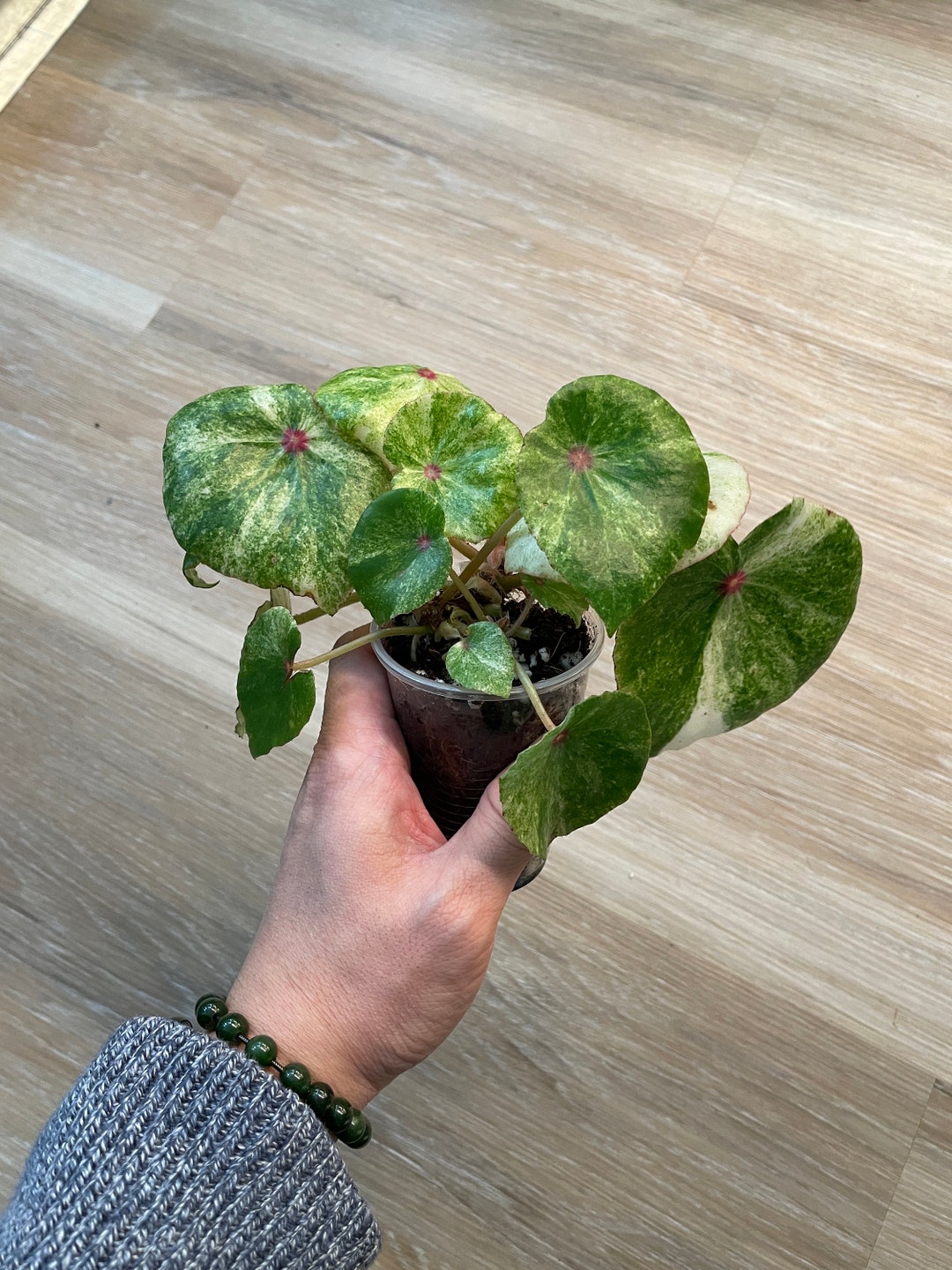 US Seller Extremely Rare Begonia Rouge Variegated Mother Plant 2 Growth ...