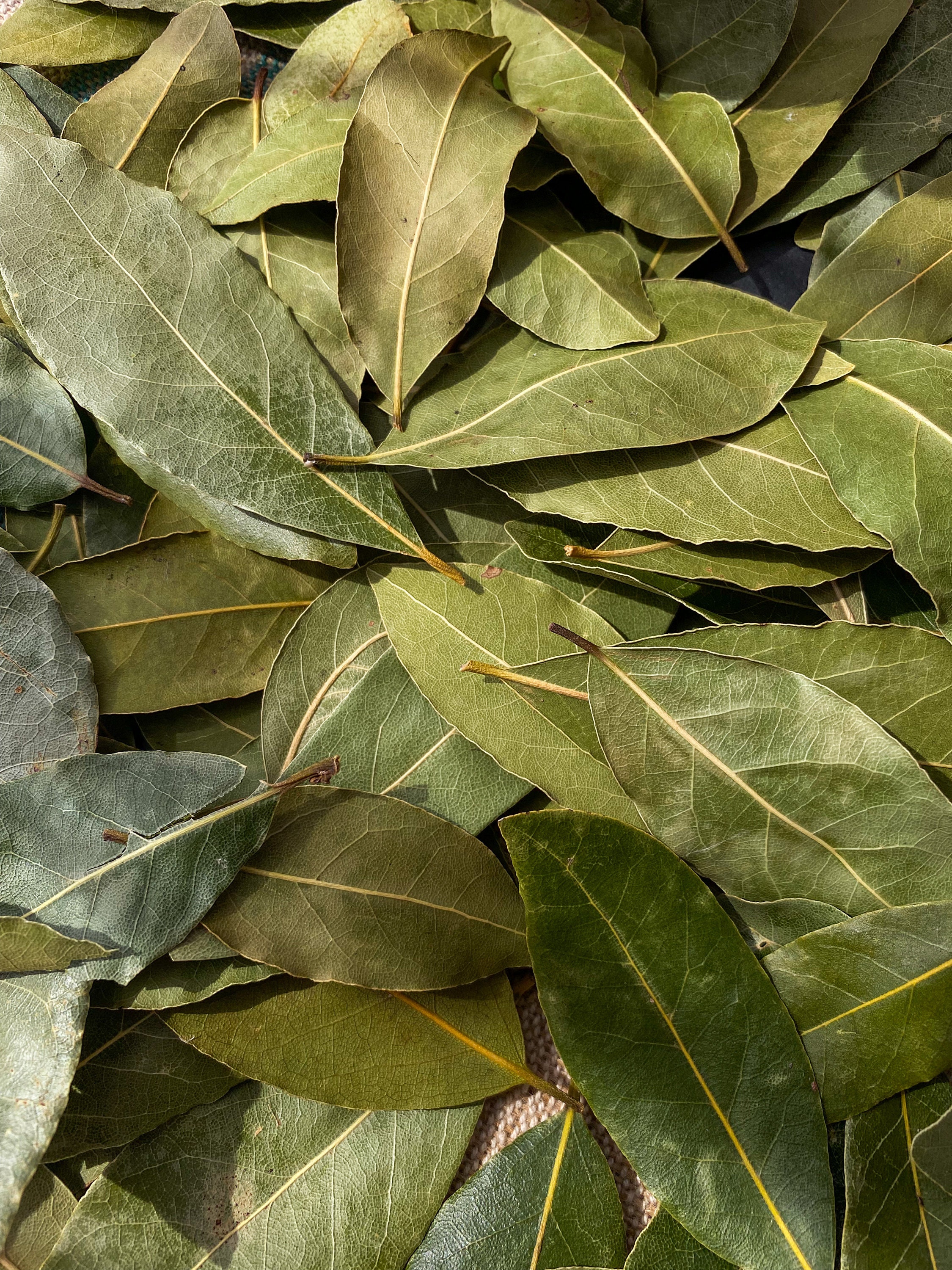 Laurel Leaf Dry Organic / Dried Organic Laurel Leaf - Etsy