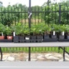 RARE Giant Fig(texas Blue Giant)the Largest Fig We've Seen Fruit Plant ...