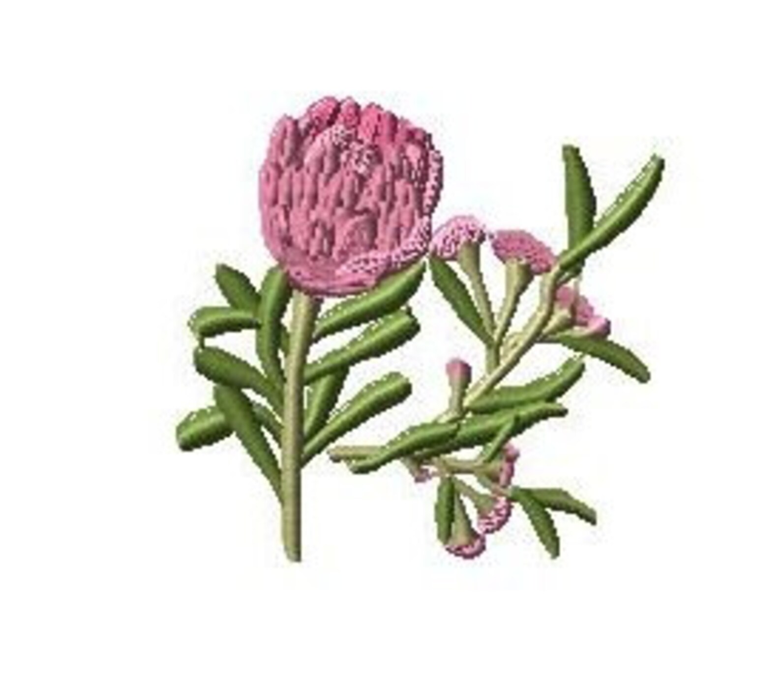 Protea Flower Plant Machine Embroidery Design for Kids Decor | Etsy