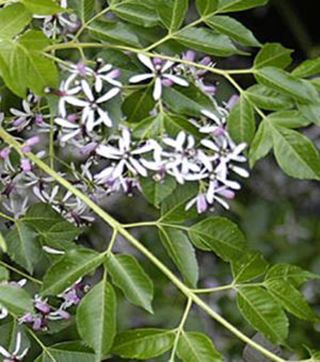 30 Yunalesca Melia Azedarach | Chinaberry, Syringa Berry, Cape Lilac ...