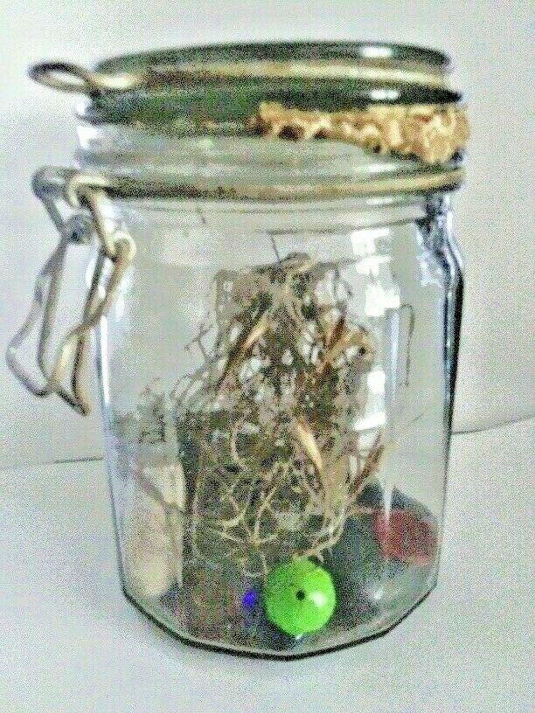 Do-it-yourself Jar Terrarium; Jar, Soil, & Random Plant ~ SHIPS FREE ...