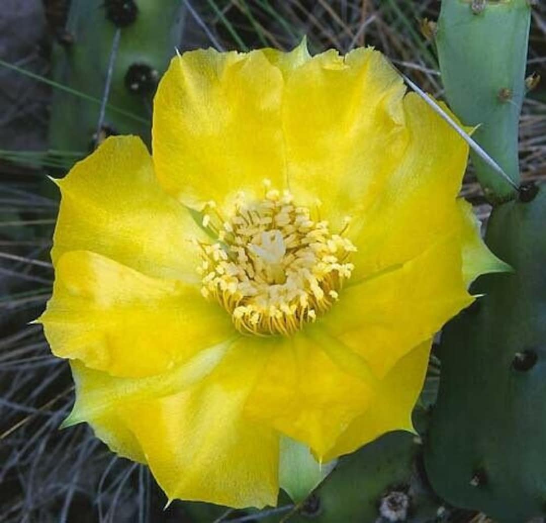 6 Prickly Pear Pads/leaves. FREE SHIPPING - Etsy