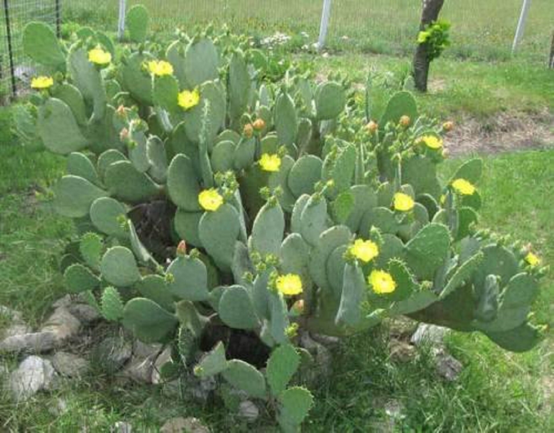6 Prickly Pear Pads/leaves. FREE SHIPPING - Etsy