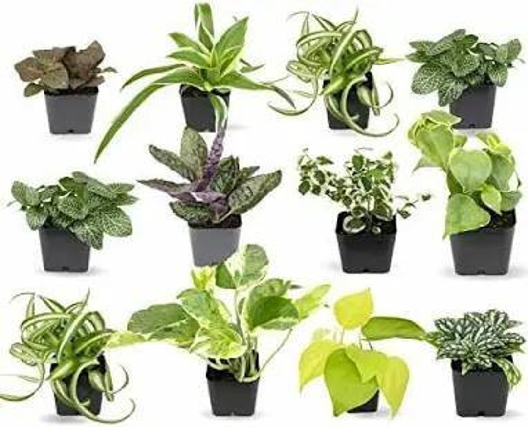 24 Pack Live Assorted Plants in 4" Pots. Grower's Choice...ships FREE ...