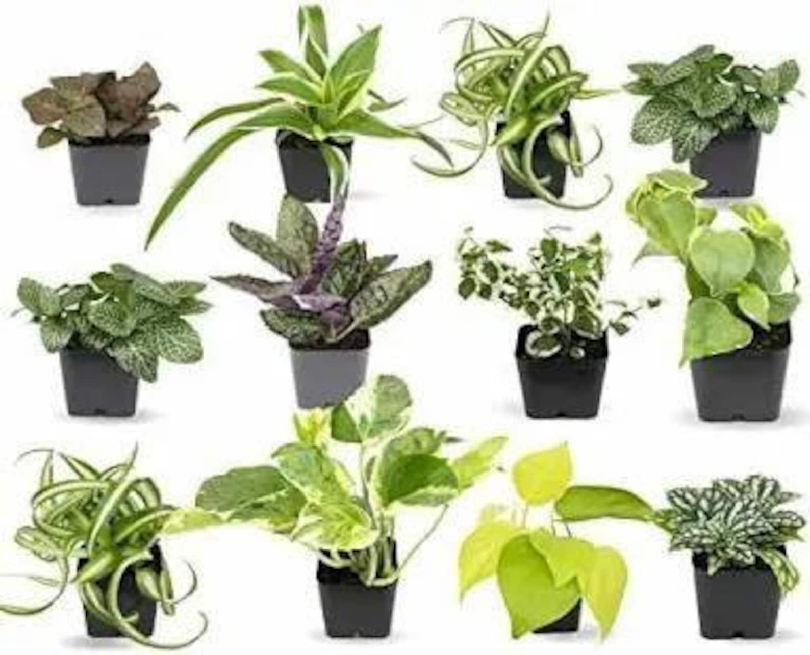 24 Pack Live Assorted Plants in 4" Pots. Grower's Choice...ships FREE ...