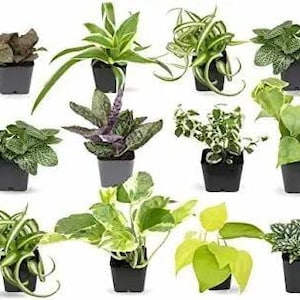 24 Pack Live Assorted Plants in 4" Pots. Grower's Choice...ships FREE ...