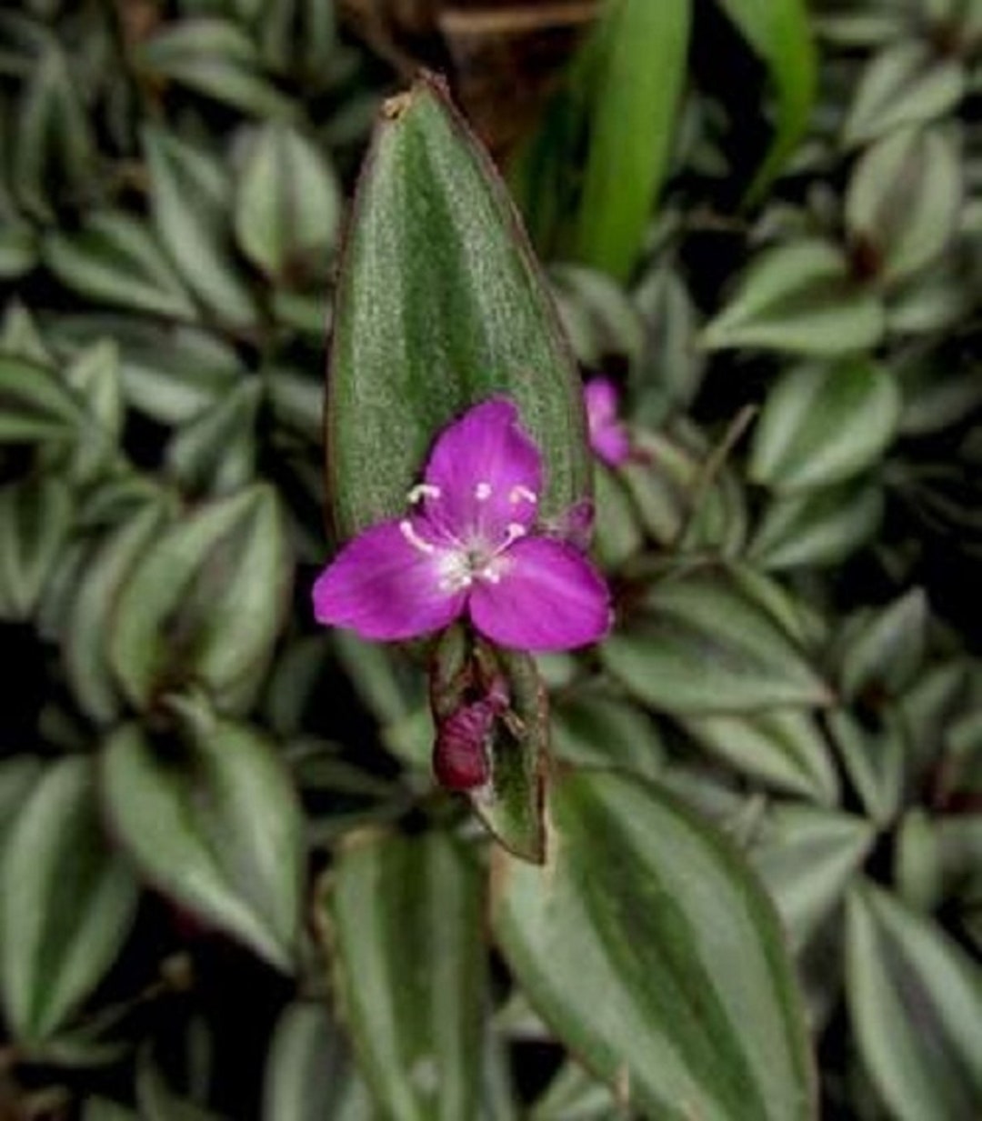 5 Potted Purple Zebra (tradescantia Zebrina) Plants - Etsy