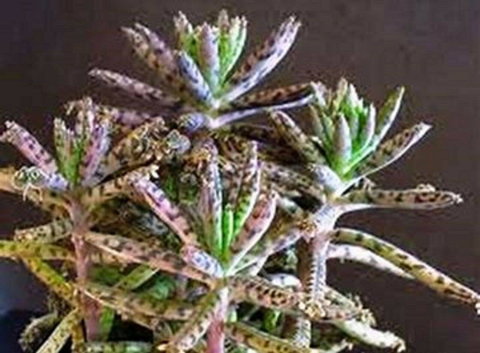 5 Different Assorted Plants; Party Favors, GIFTS, Large Terrariums Etc ...