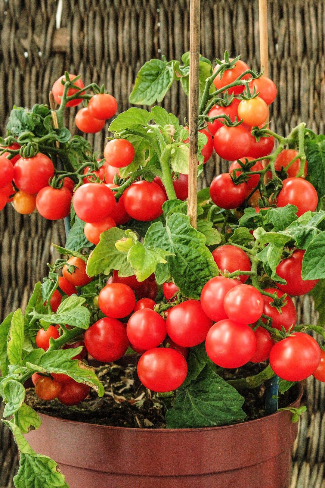 3 Vegetable/edible Potted Starter Plants...grower's Choice - Etsy