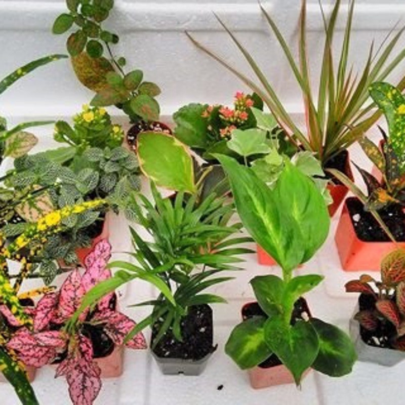 House Plants Live Free Shipping - Etsy